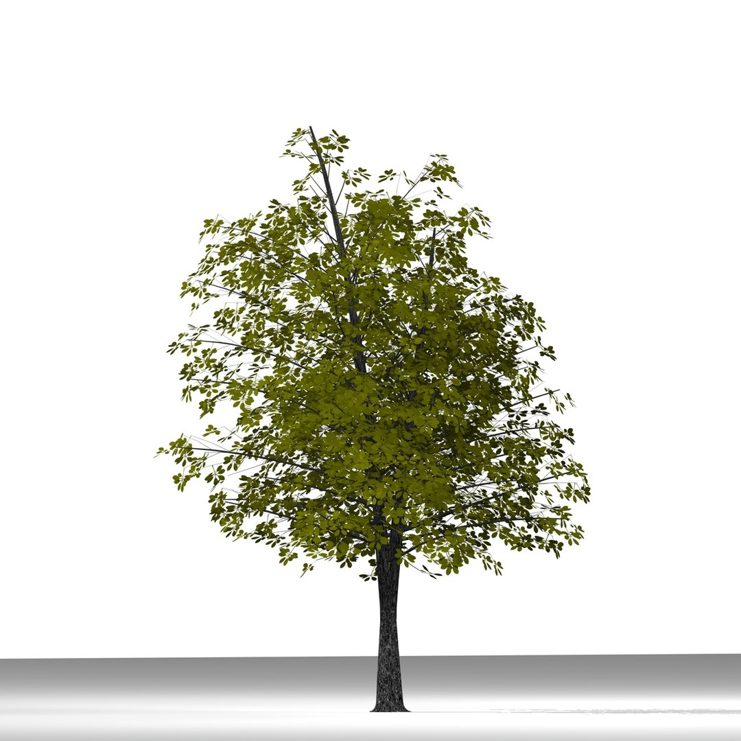 3d Model Of Plane Tree