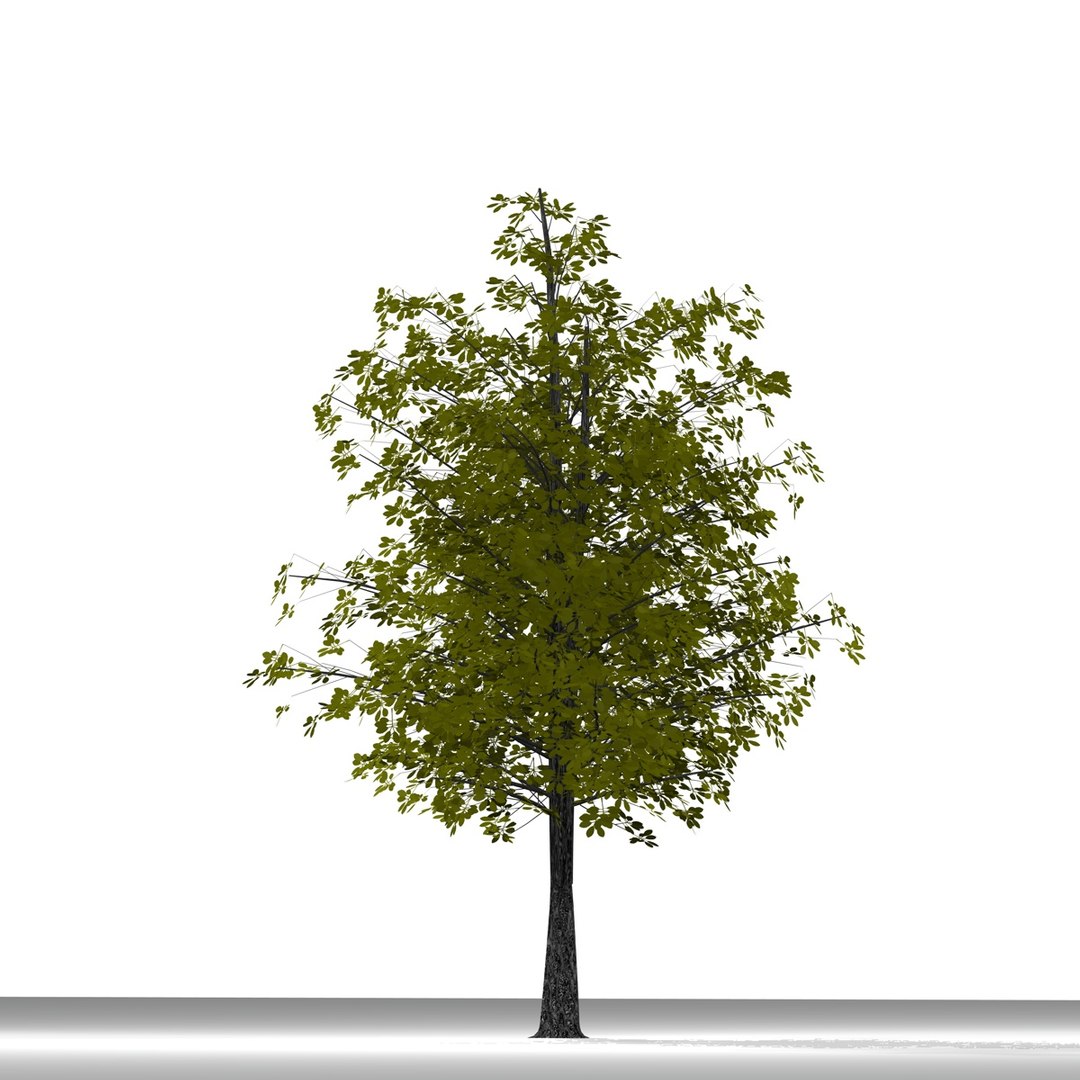 3d Model Of Plane Tree