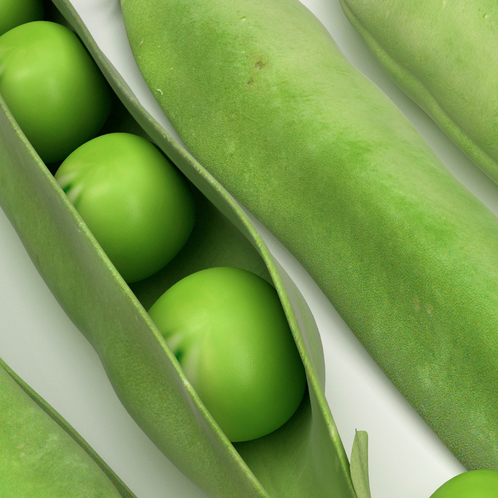 3d model peas