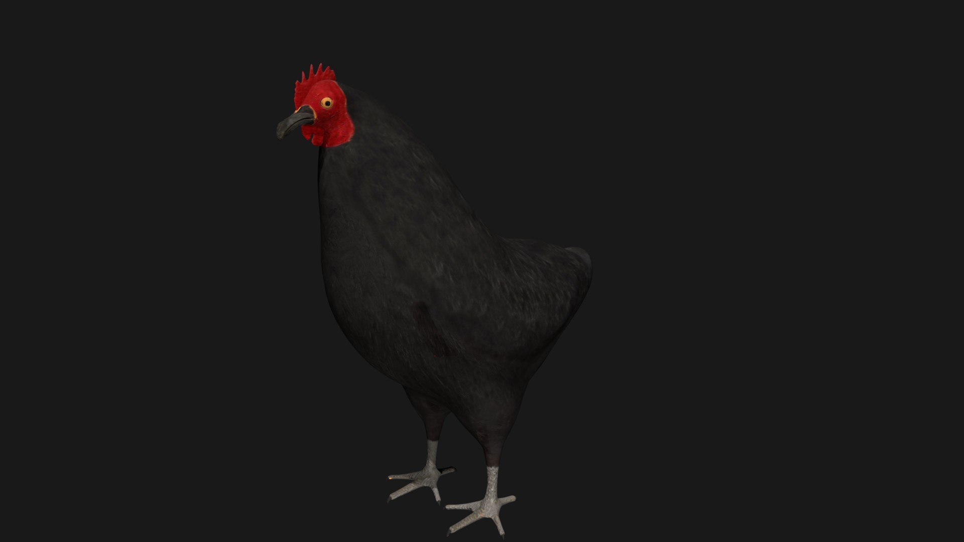 3D Chicken Rigged Model - TurboSquid 1664725