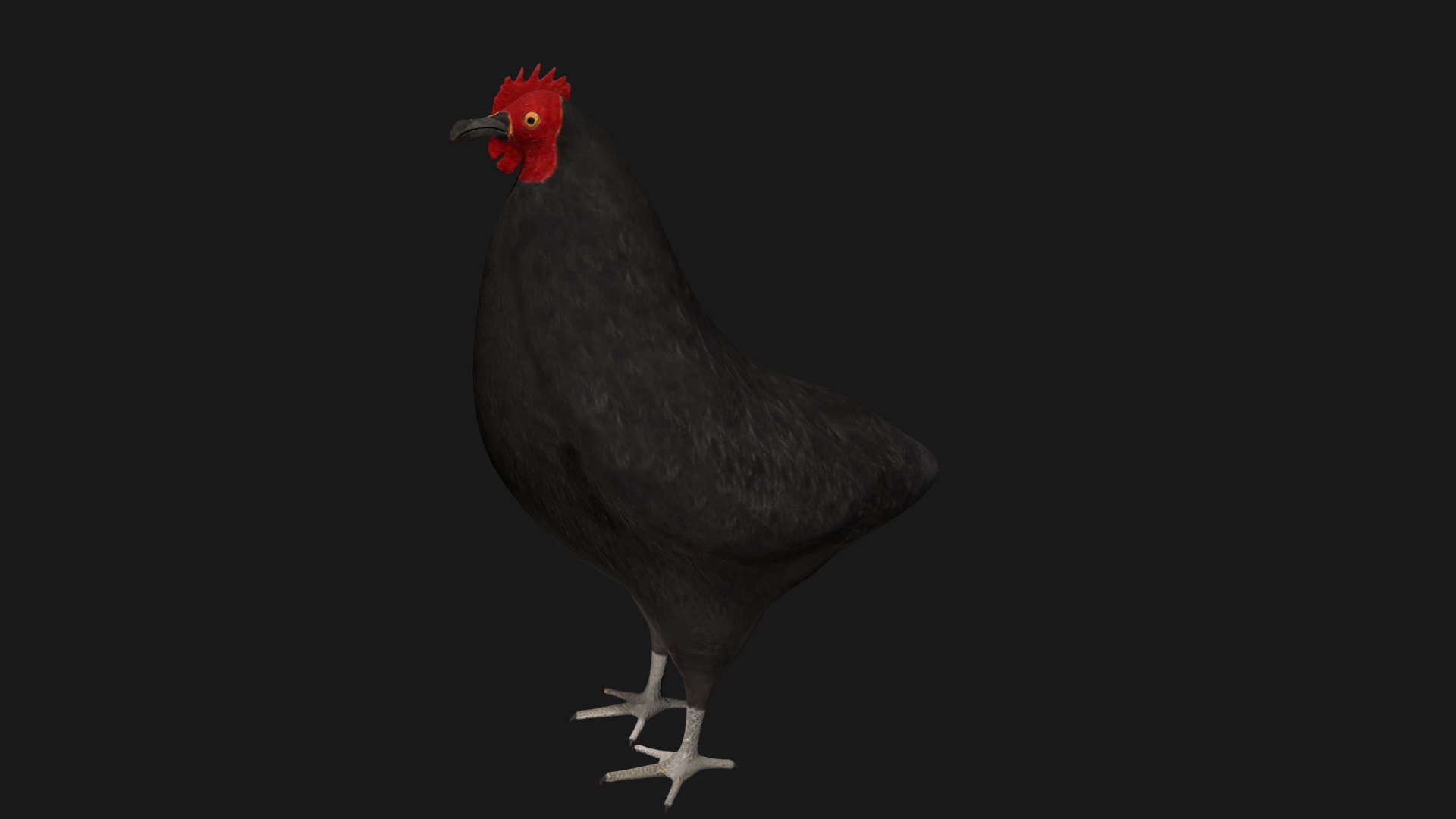 3D Chicken Rigged Model - TurboSquid 1664725