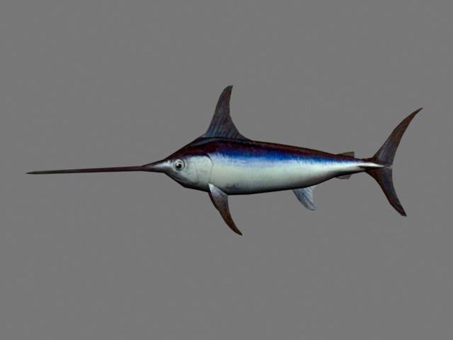 Swordfish Fish 3d Model