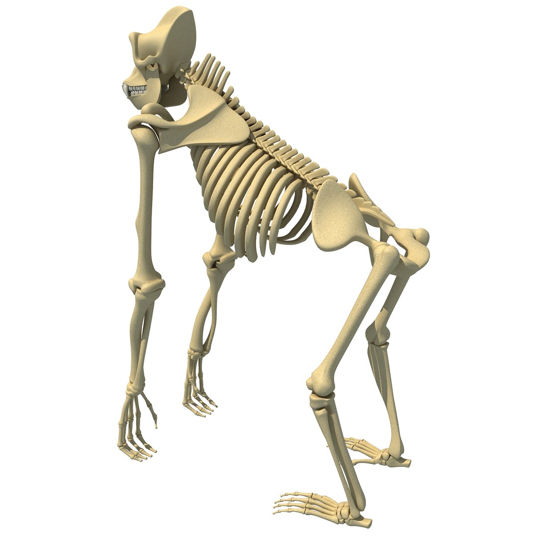 Animal Skeletons 3D Model - TurboSquid 1256647