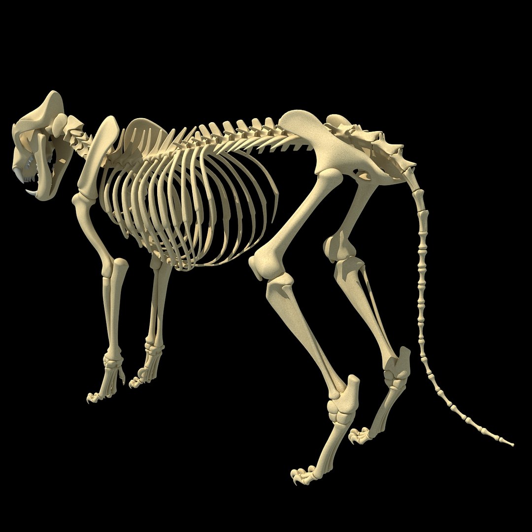 Animal skeletons 3D model - TurboSquid 1256647