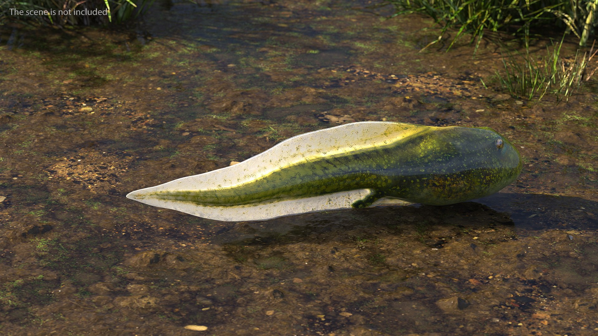 3D Model Rigged Tadpole - TurboSquid 1712977