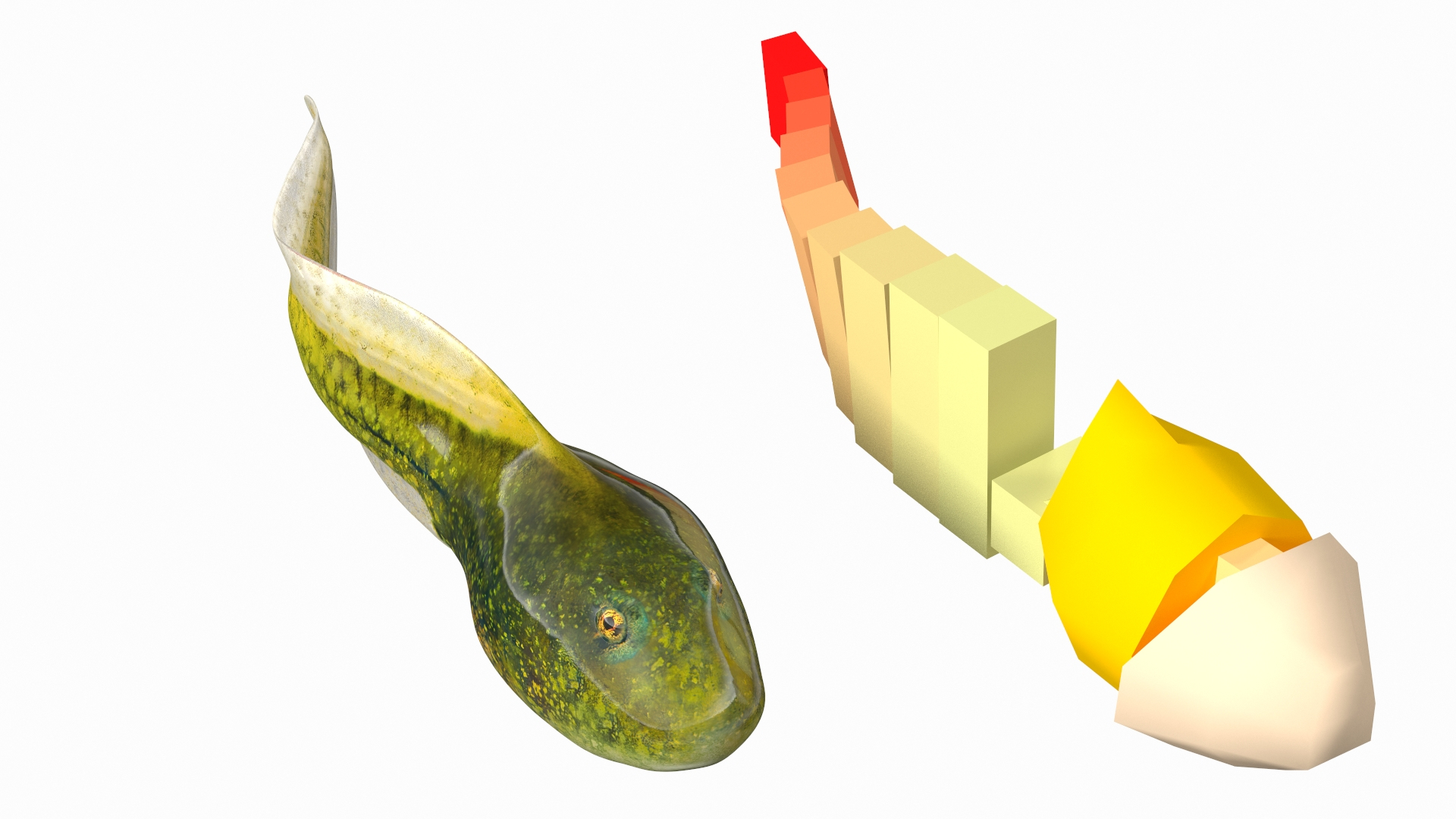 3D Model Rigged Tadpole - TurboSquid 1712977