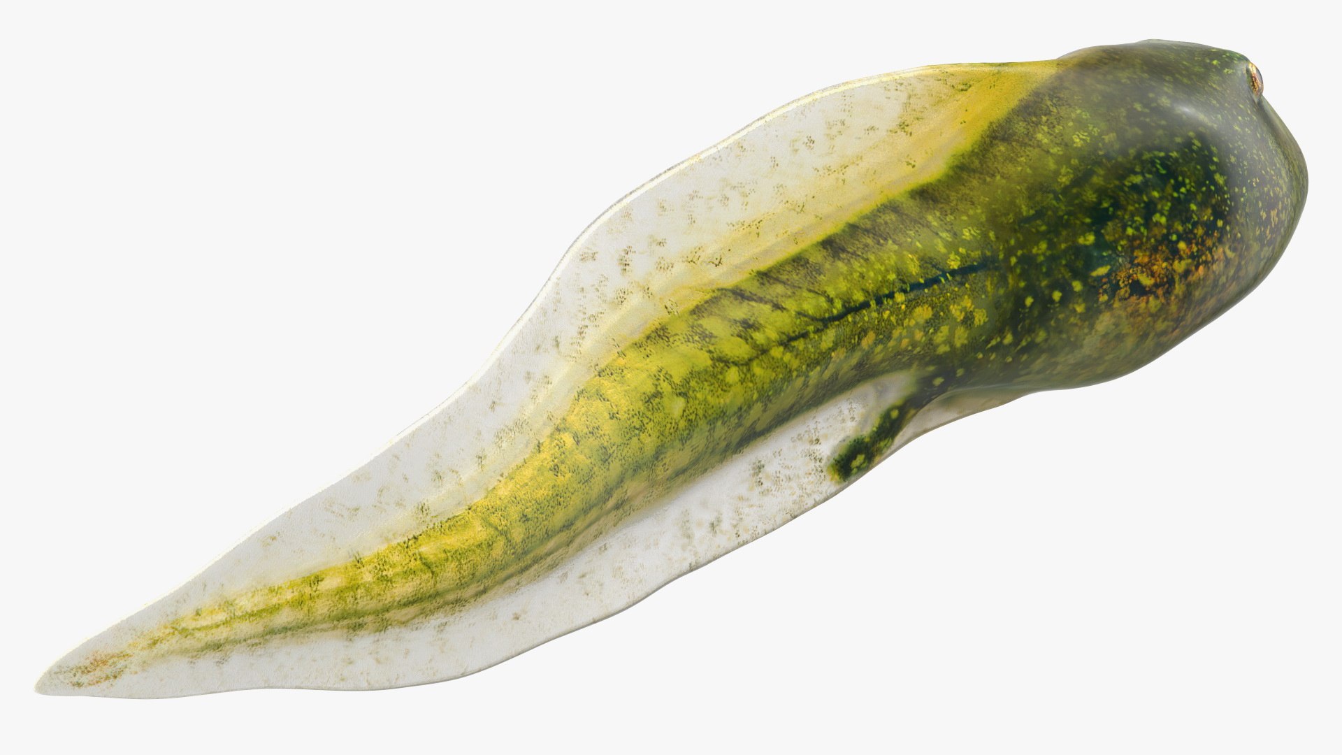 3D Model Rigged Tadpole - TurboSquid 1712977