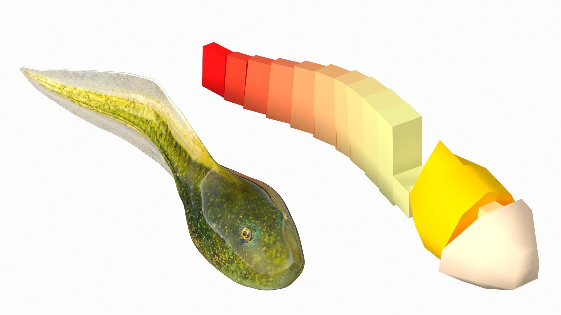 3D Model Rigged Tadpole - TurboSquid 1712977