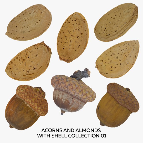 3D Acorn Models | TurboSquid