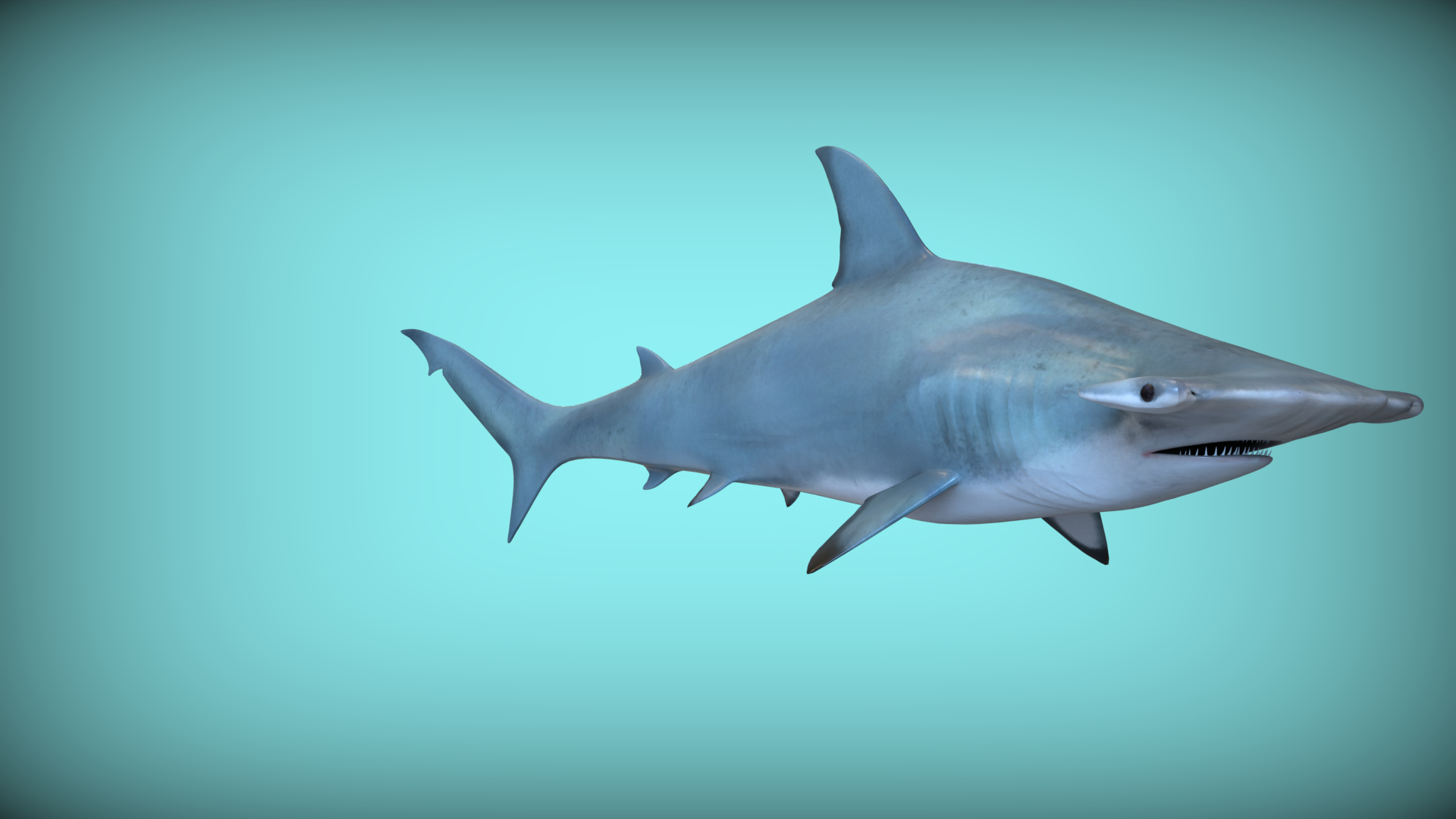 HammerHead Shark 3D Model - TurboSquid 2307784