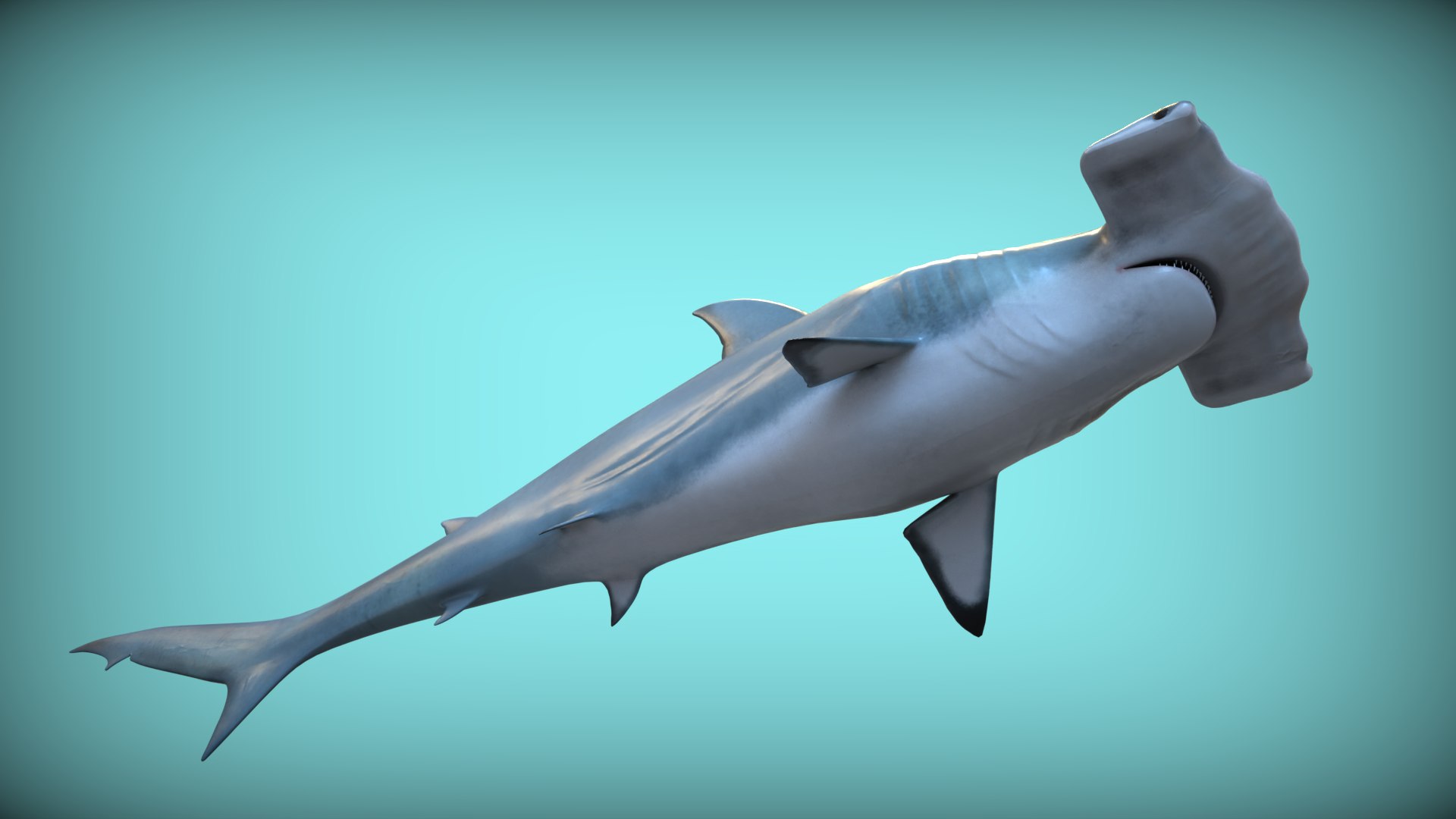 HammerHead Shark 3D Model - TurboSquid 2307784