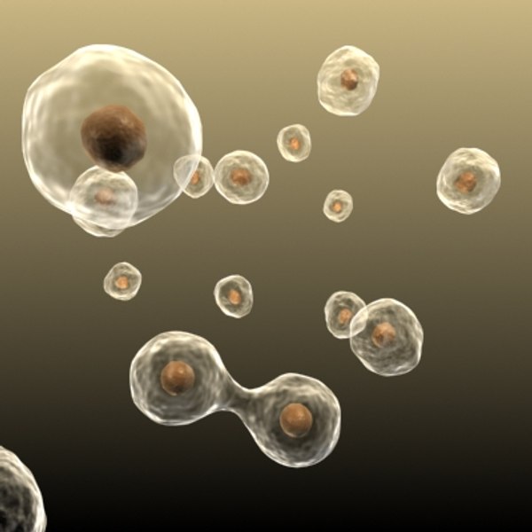 Human Cell 3D Models for Download | TurboSquid