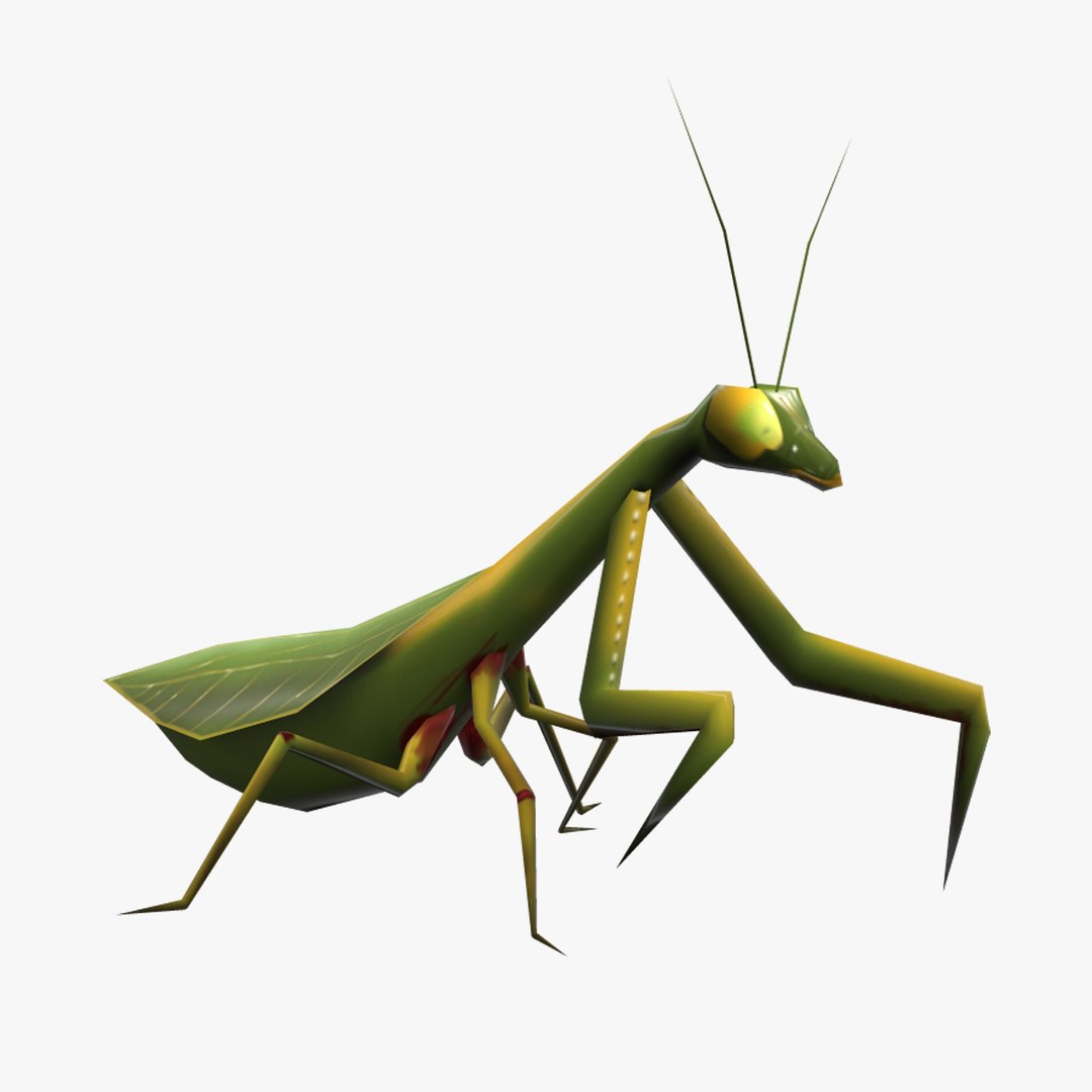Mantis 3D - TurboSquid 2186162