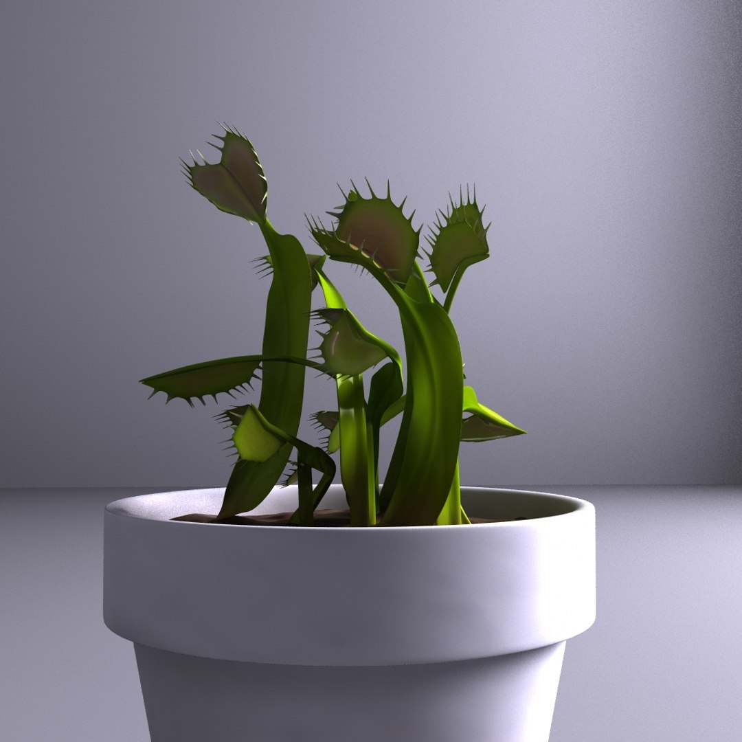 Maya Carnivorous Plants