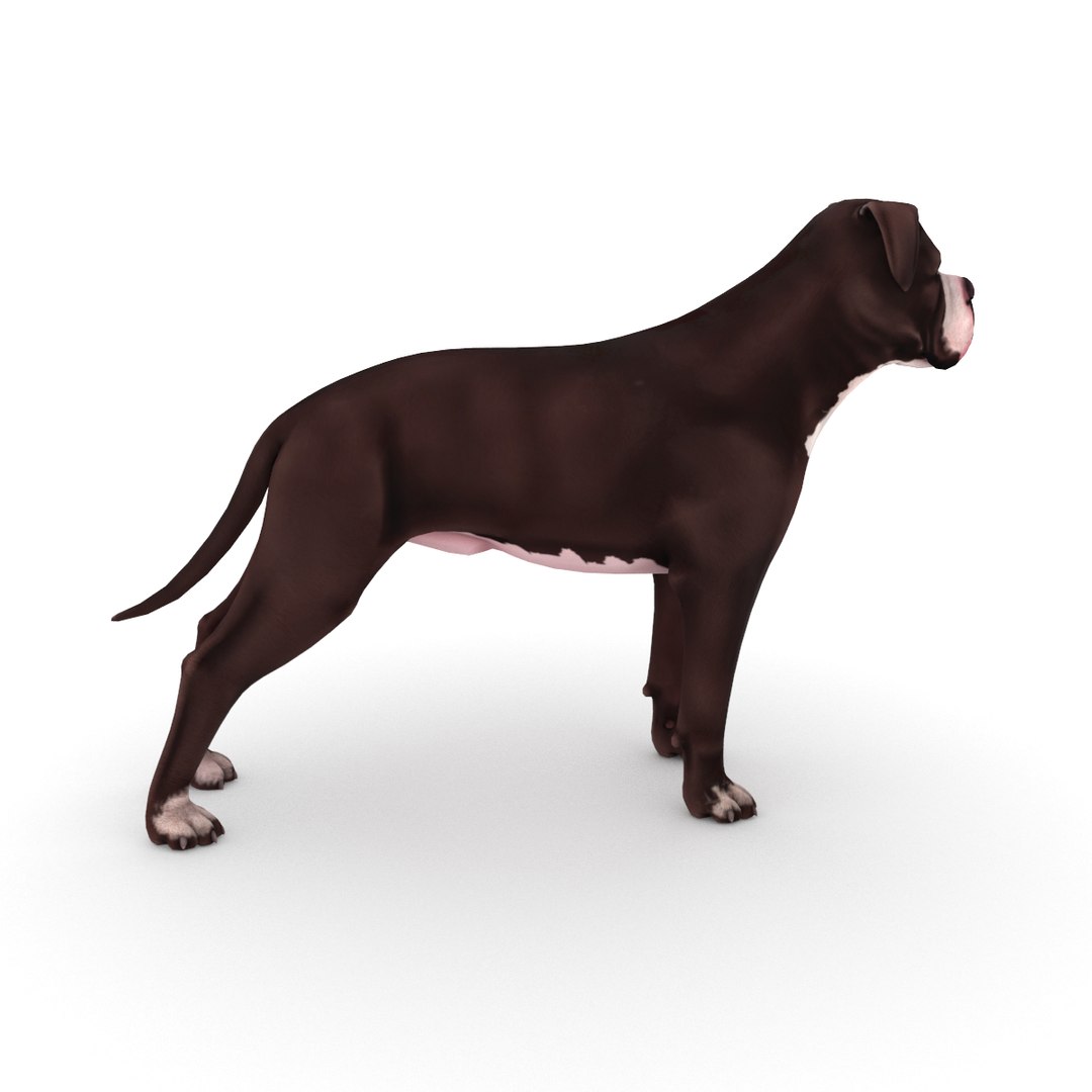 3D American Bulldog - TurboSquid 1373509
