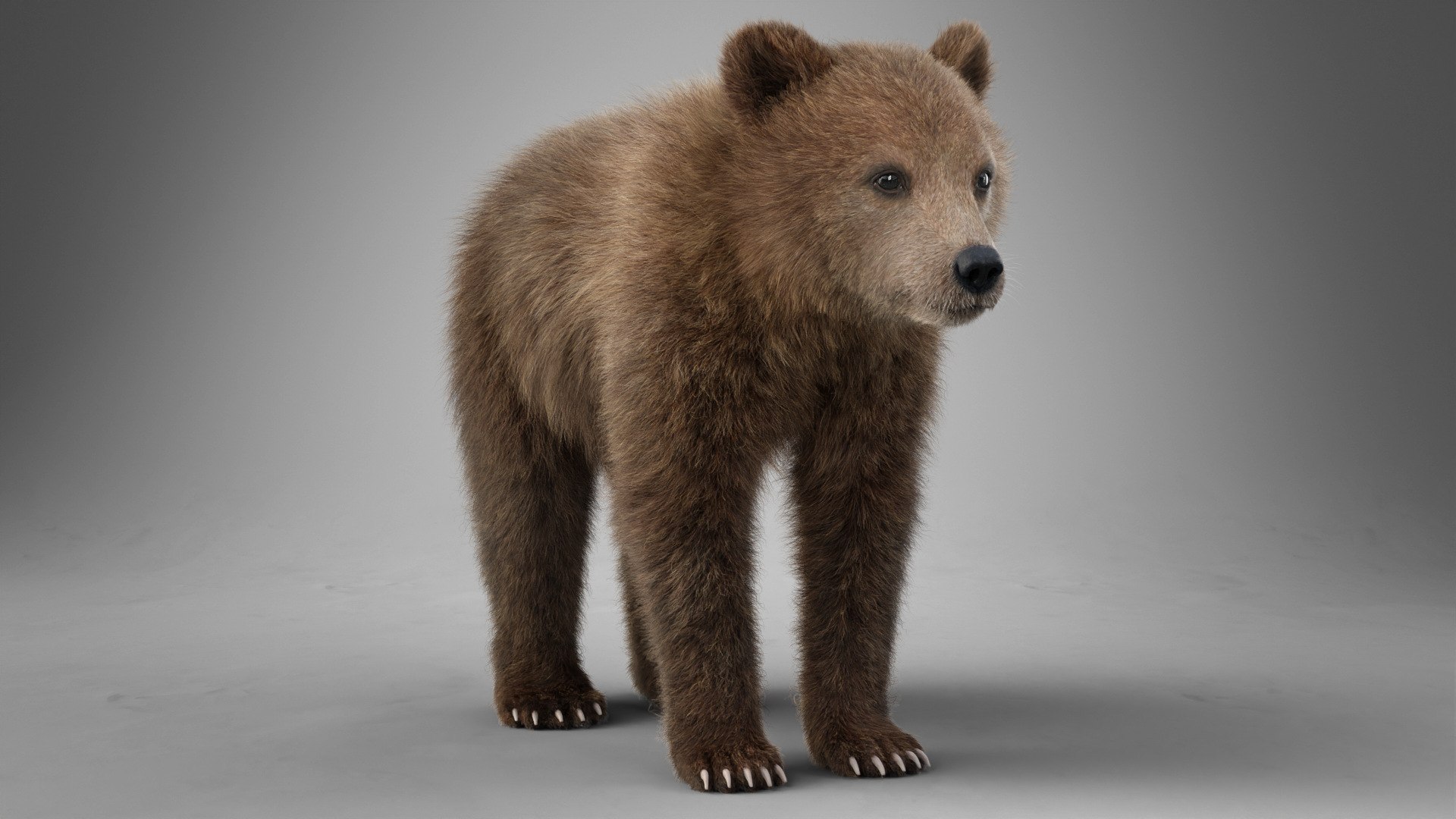 Little Brown Bear Animated 3D Model - TurboSquid 2170316