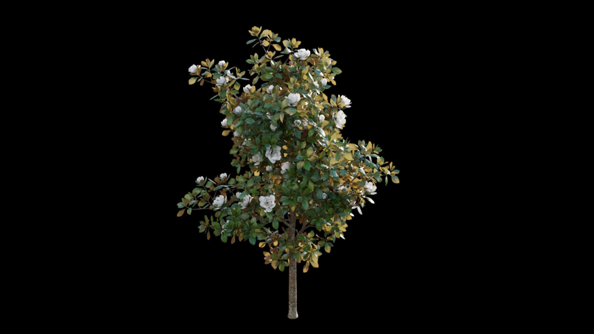 Magnolia Grandiflora 3D Model - TurboSquid 1765683