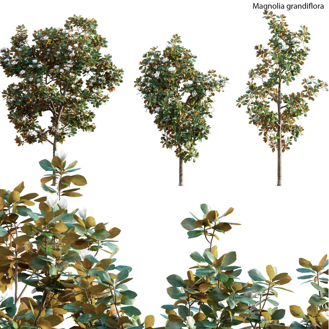 Magnolia Grandiflora 3D Model - TurboSquid 1765683