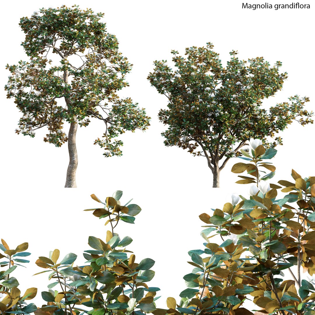 Magnolia Grandiflora 3D Model - TurboSquid 1765683