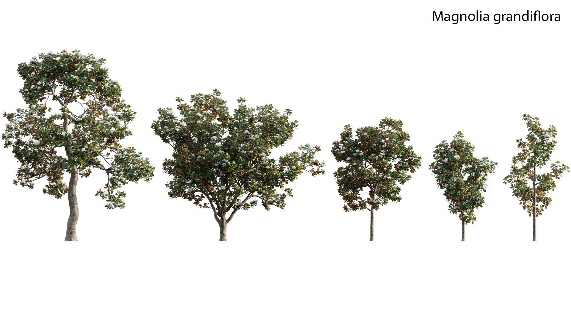 Magnolia Grandiflora 3D Model - TurboSquid 1765683