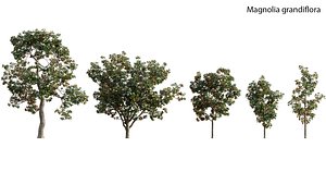 3D Magnolia Models - Browse & Download Formats - TurboSquid