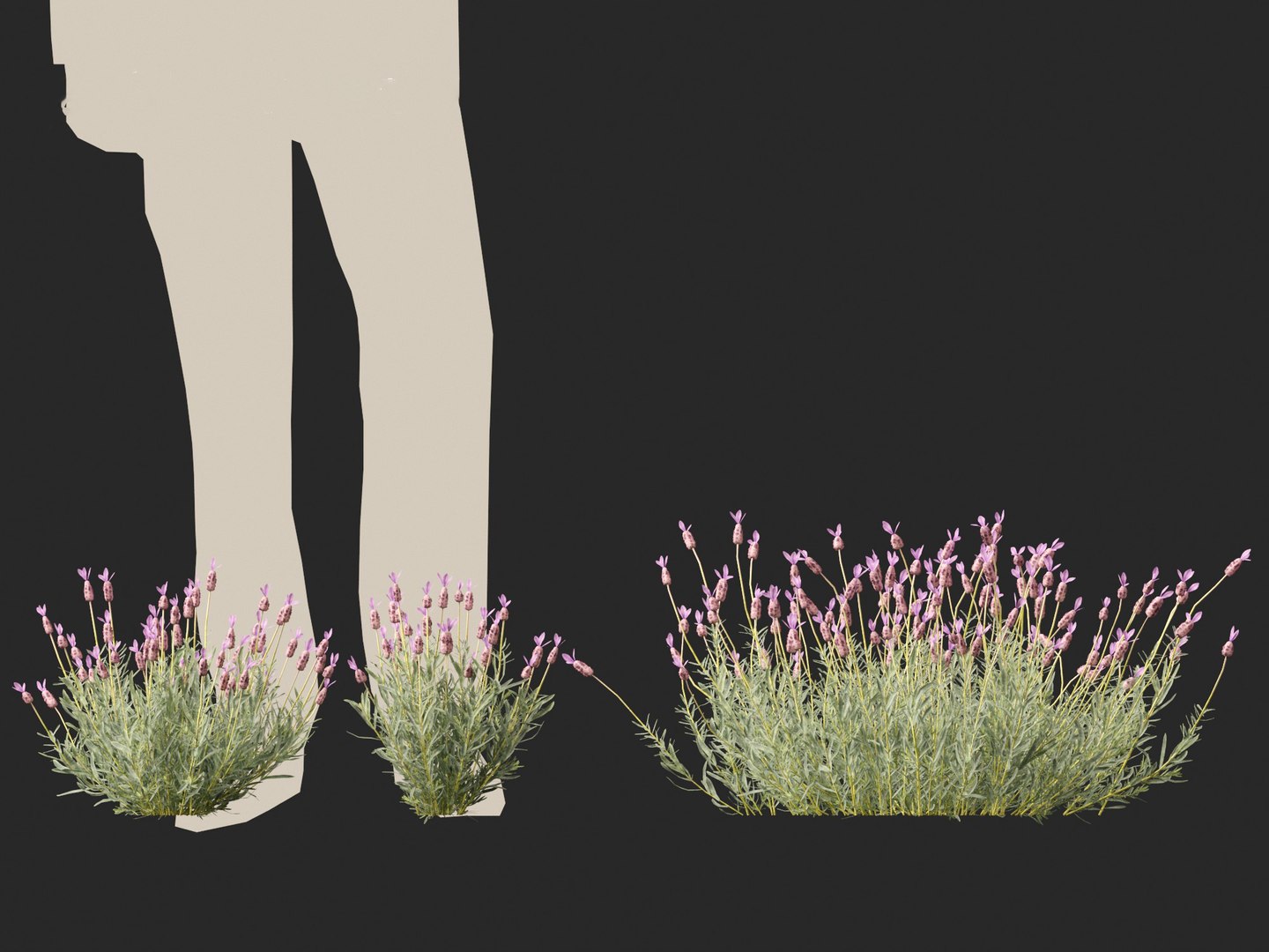 Lavandula Stoechas - French Lavender 3D Model - TurboSquid 2145715