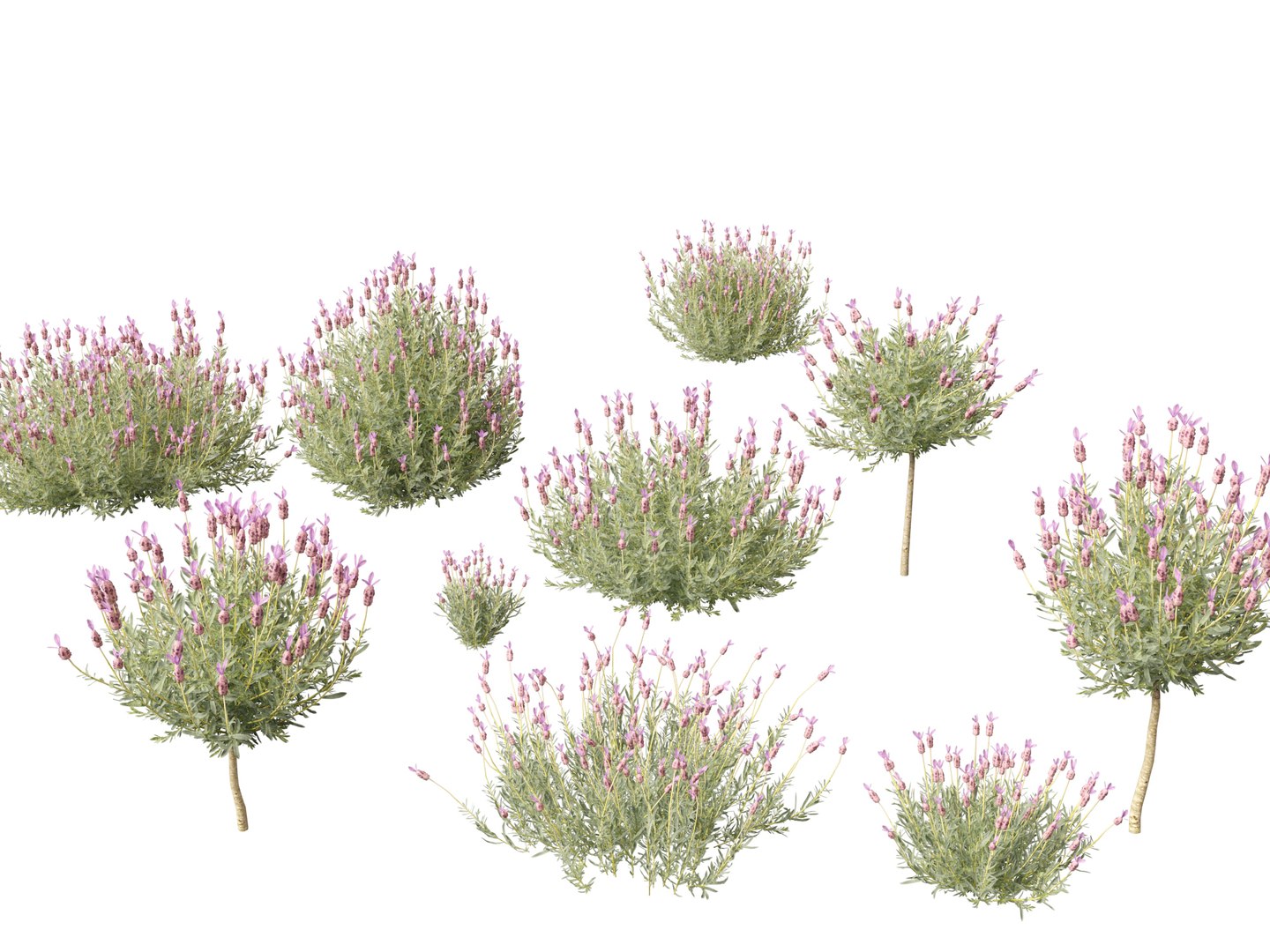 Lavandula Stoechas - French Lavender 3D Model - TurboSquid 2145715