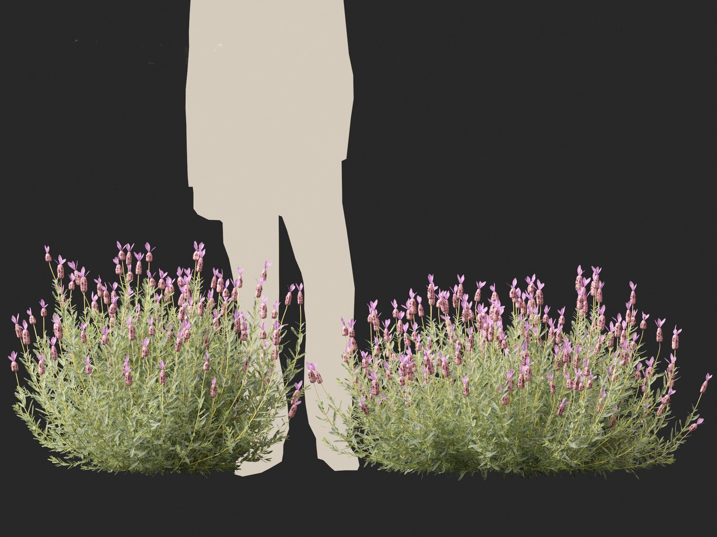 Lavandula Stoechas - French Lavender 3D Model - TurboSquid 2145715
