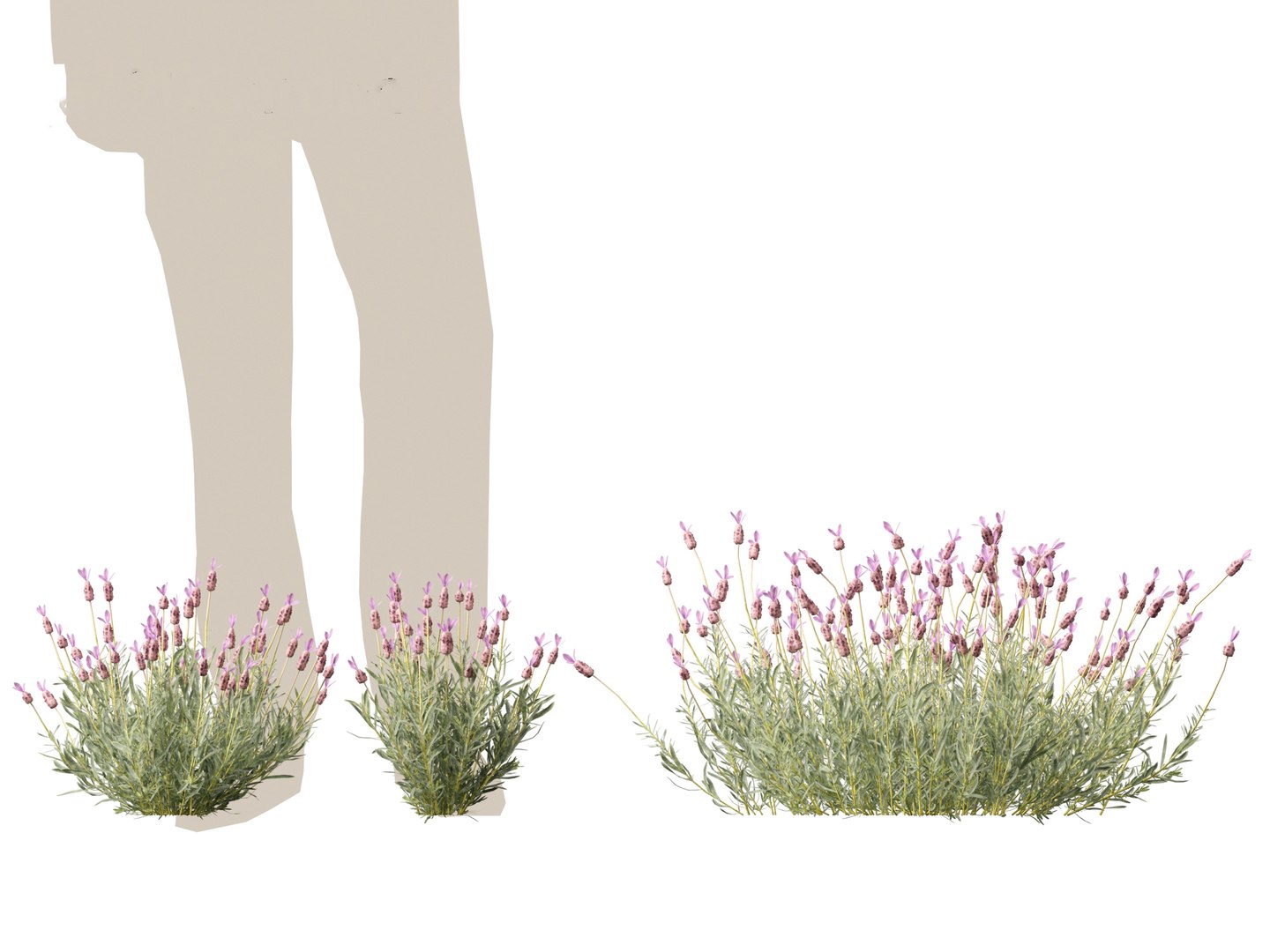 Lavandula Stoechas - French Lavender 3D Model - TurboSquid 2145715