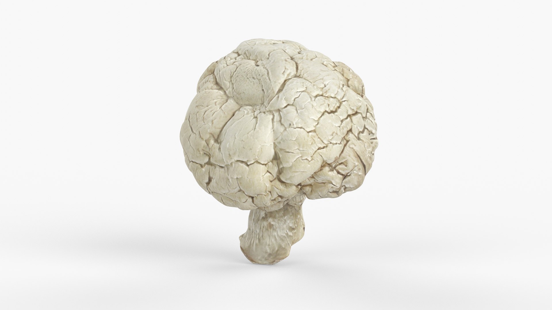 Photorealistic 3D Scan Of Dried Spoiled Rotten Mushroom Model ...