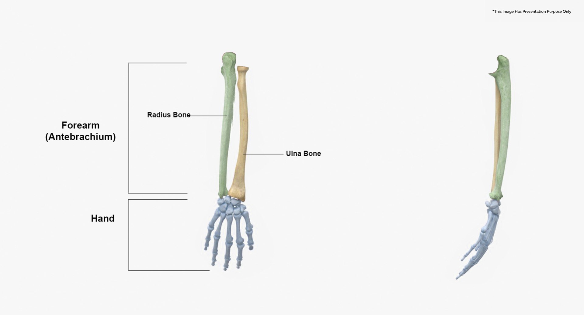 3D Human Lower Arm and Hand Bones Collection Yellow - 3 models ...
