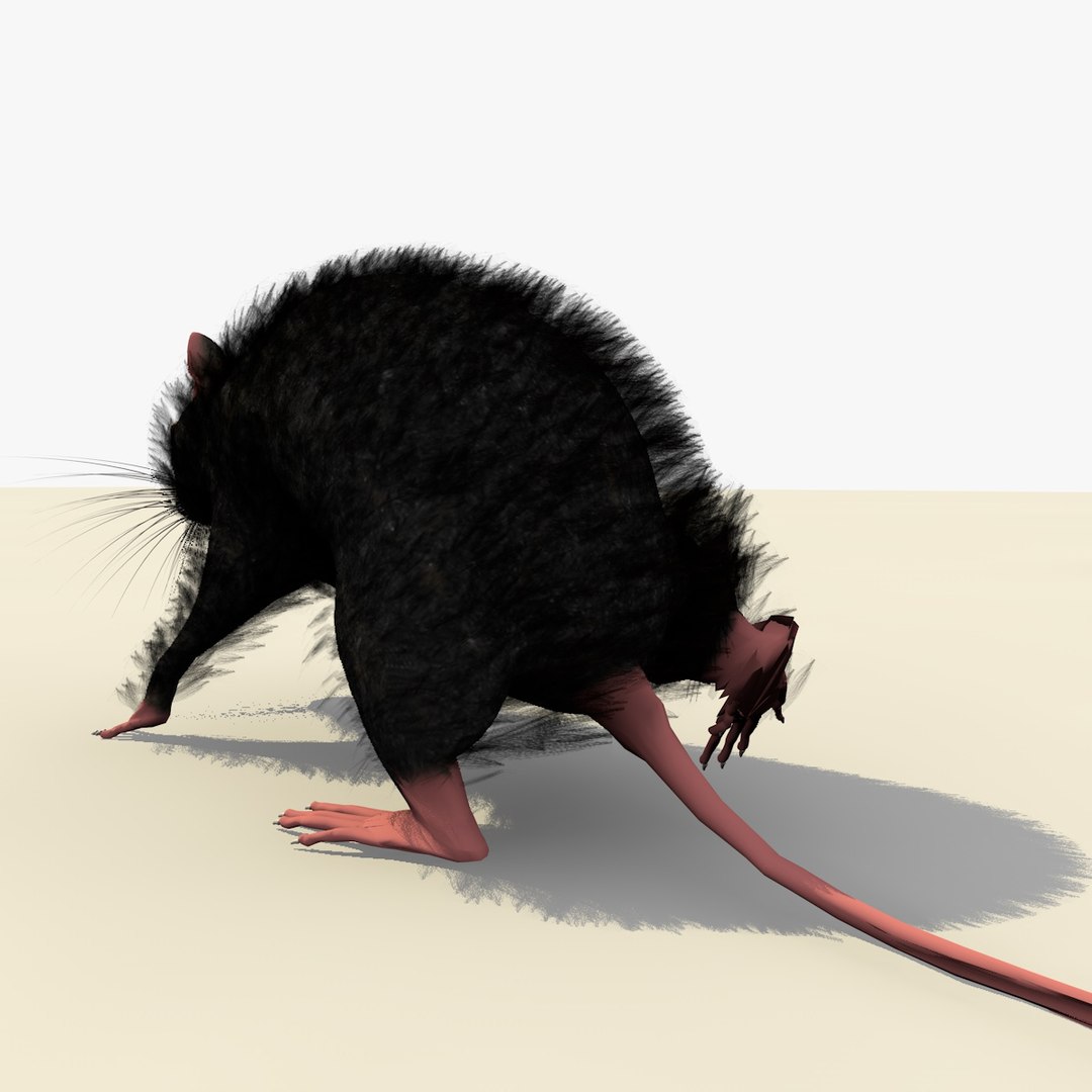 Black Mouse Animations C4d
