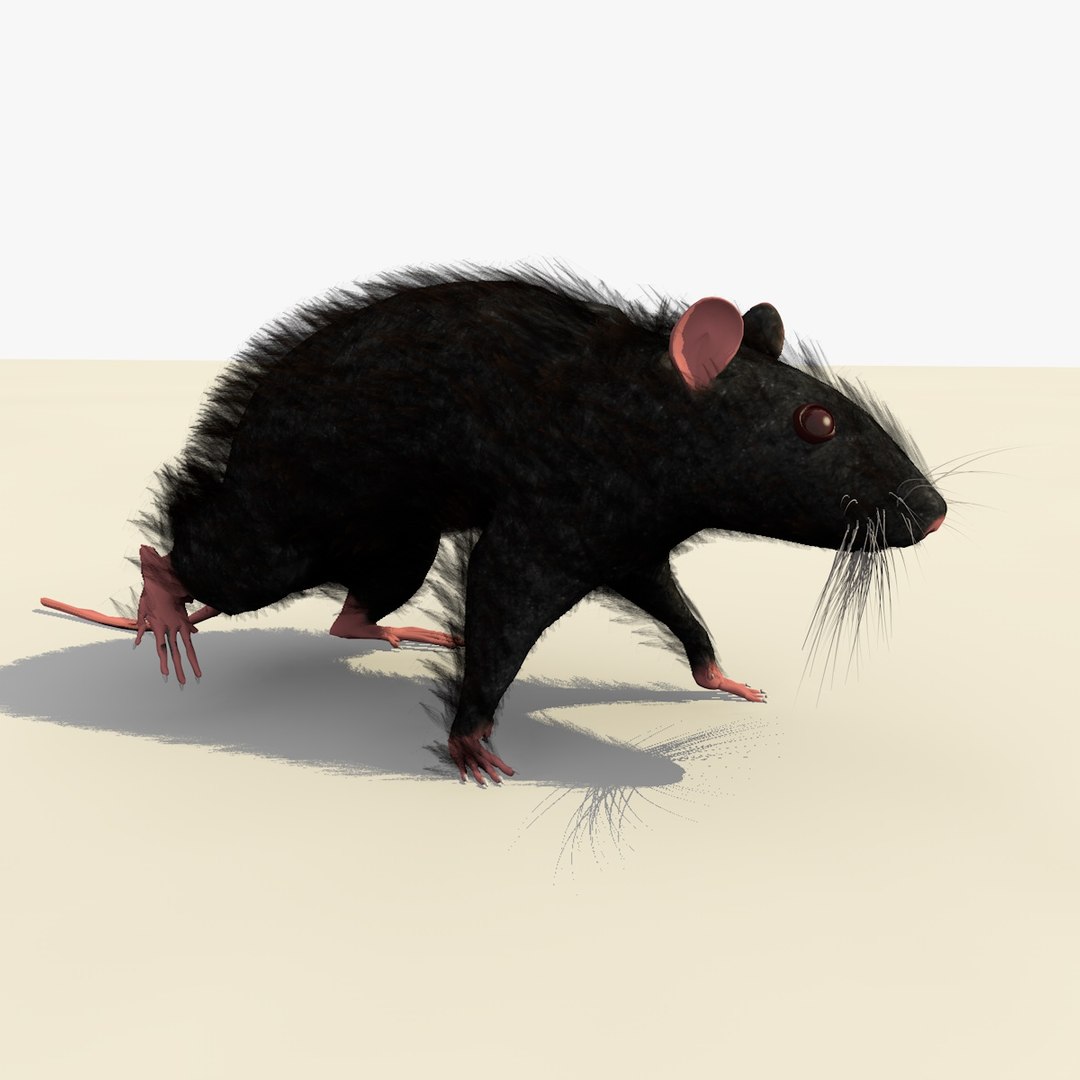 Black Mouse Animations C4d