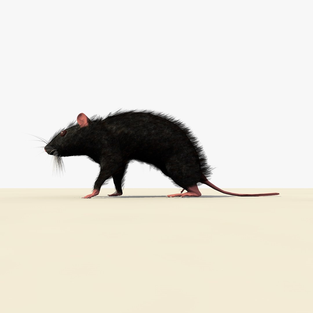 Black Mouse Animations C4d