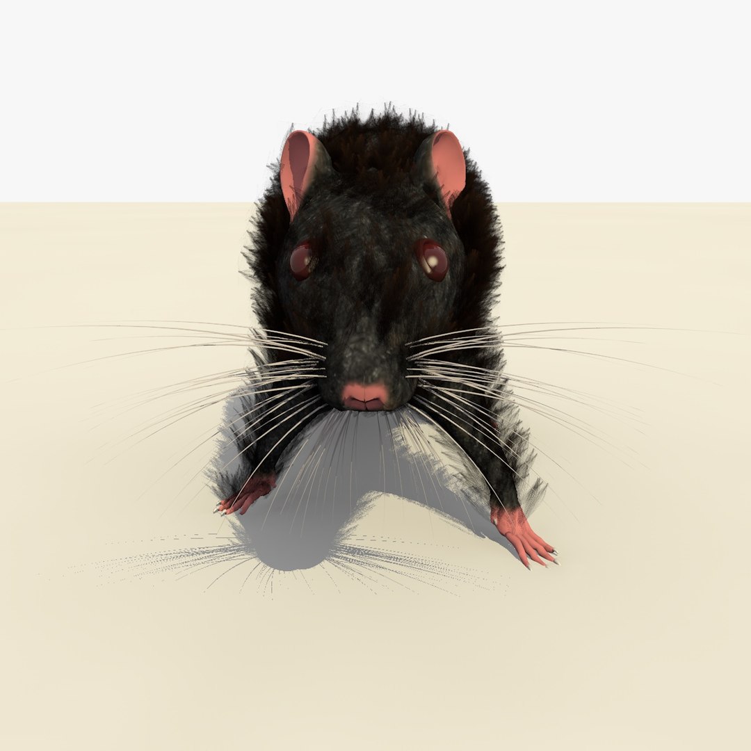 Black Mouse Animations C4d