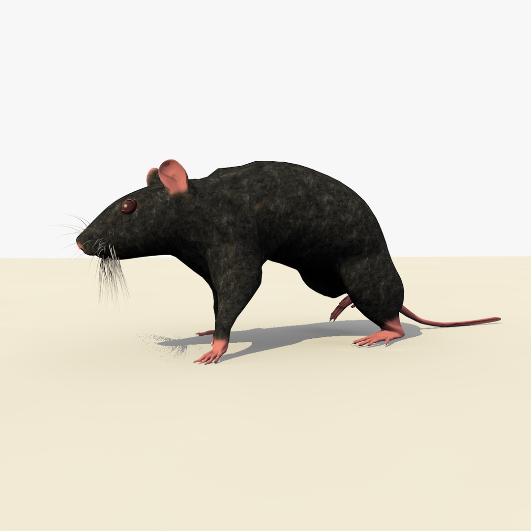 Black Mouse Animations C4d