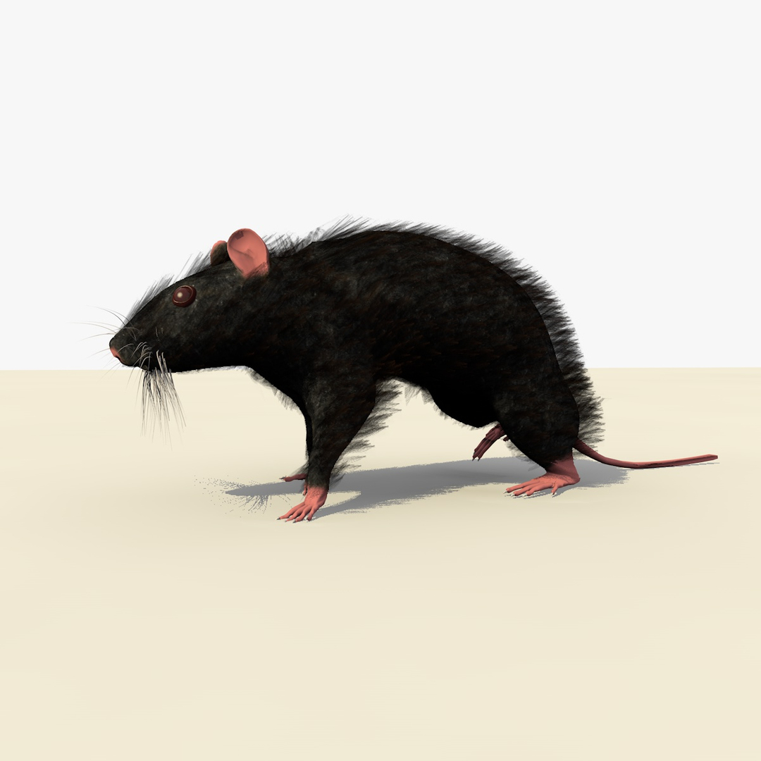 Black Mouse Animations C4d