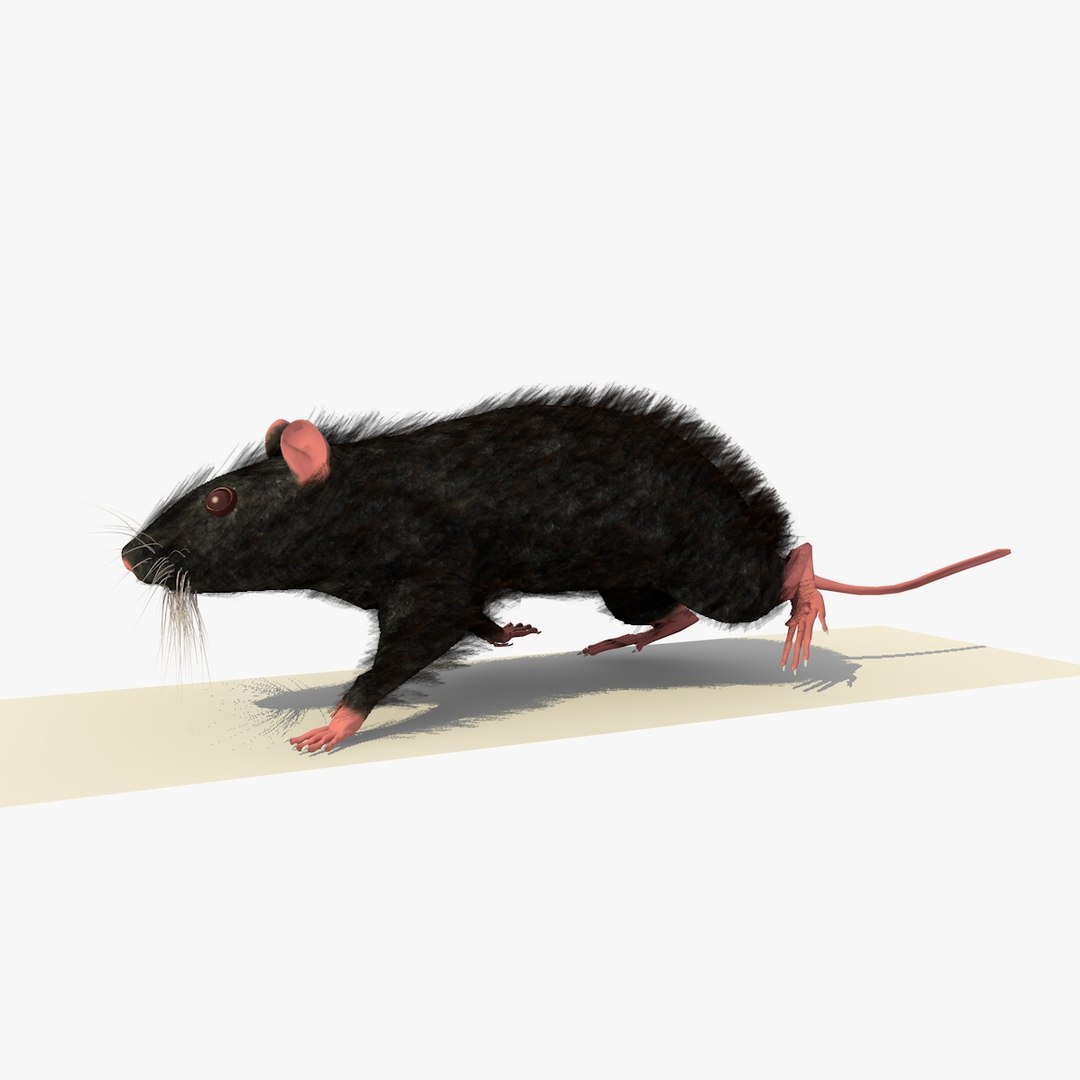 Black Mouse Animations C4d