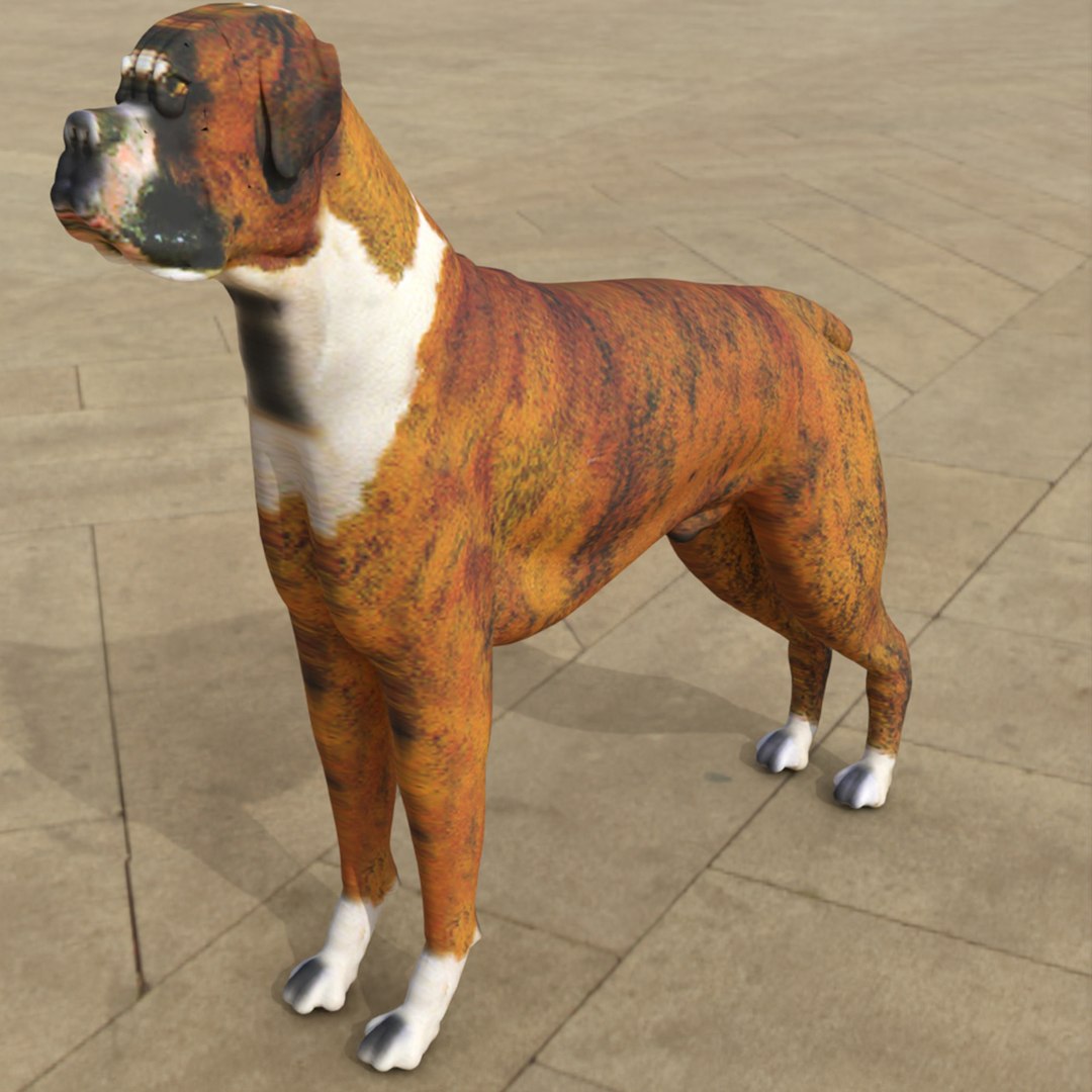 3D Boxer -Dog - TurboSquid 2030077