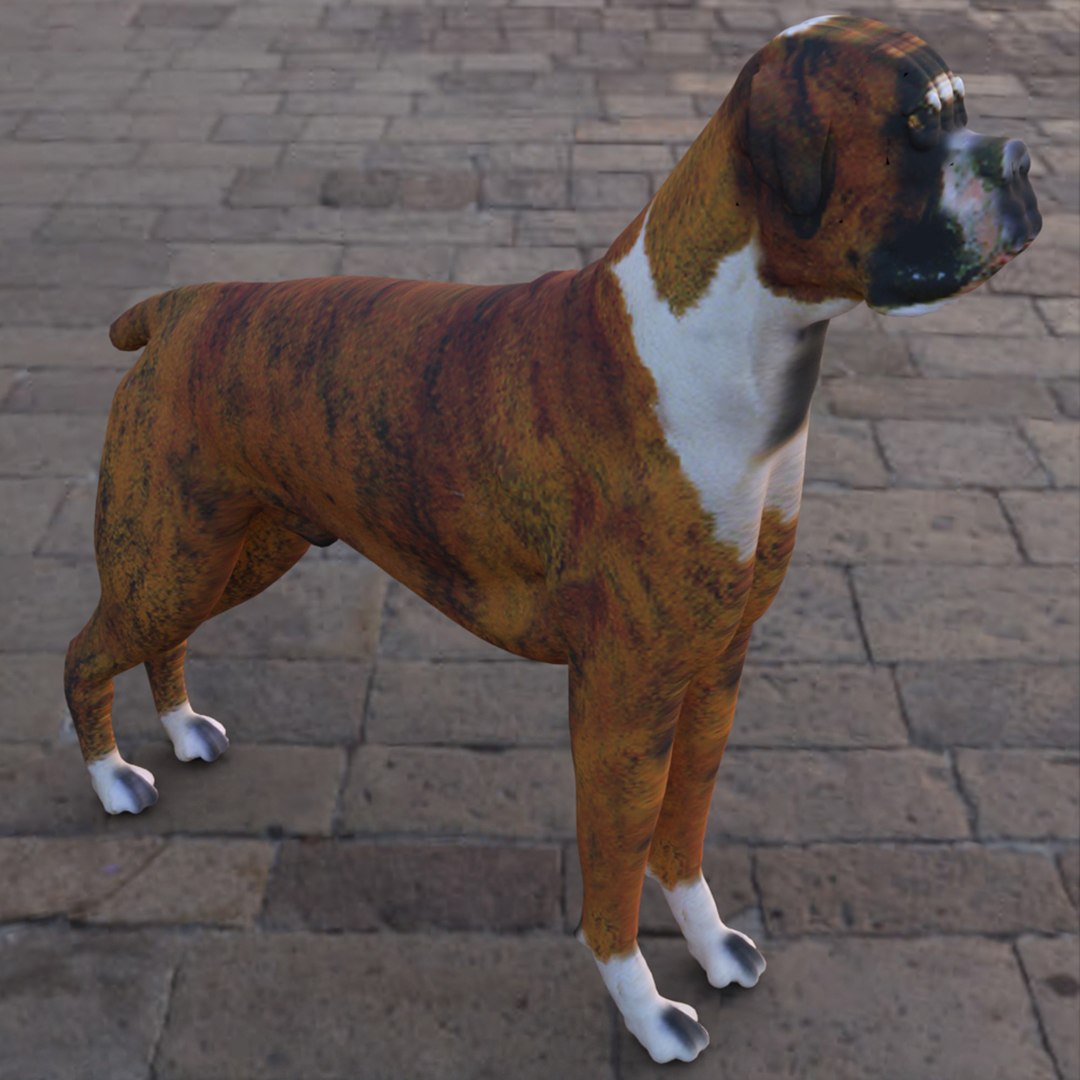 3D Boxer -Dog - TurboSquid 2030077