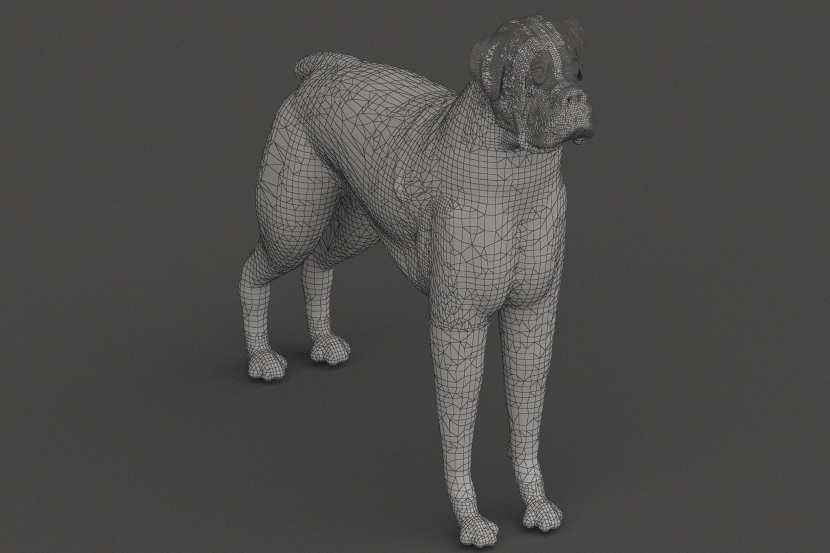 3D Boxer -Dog - TurboSquid 2030077