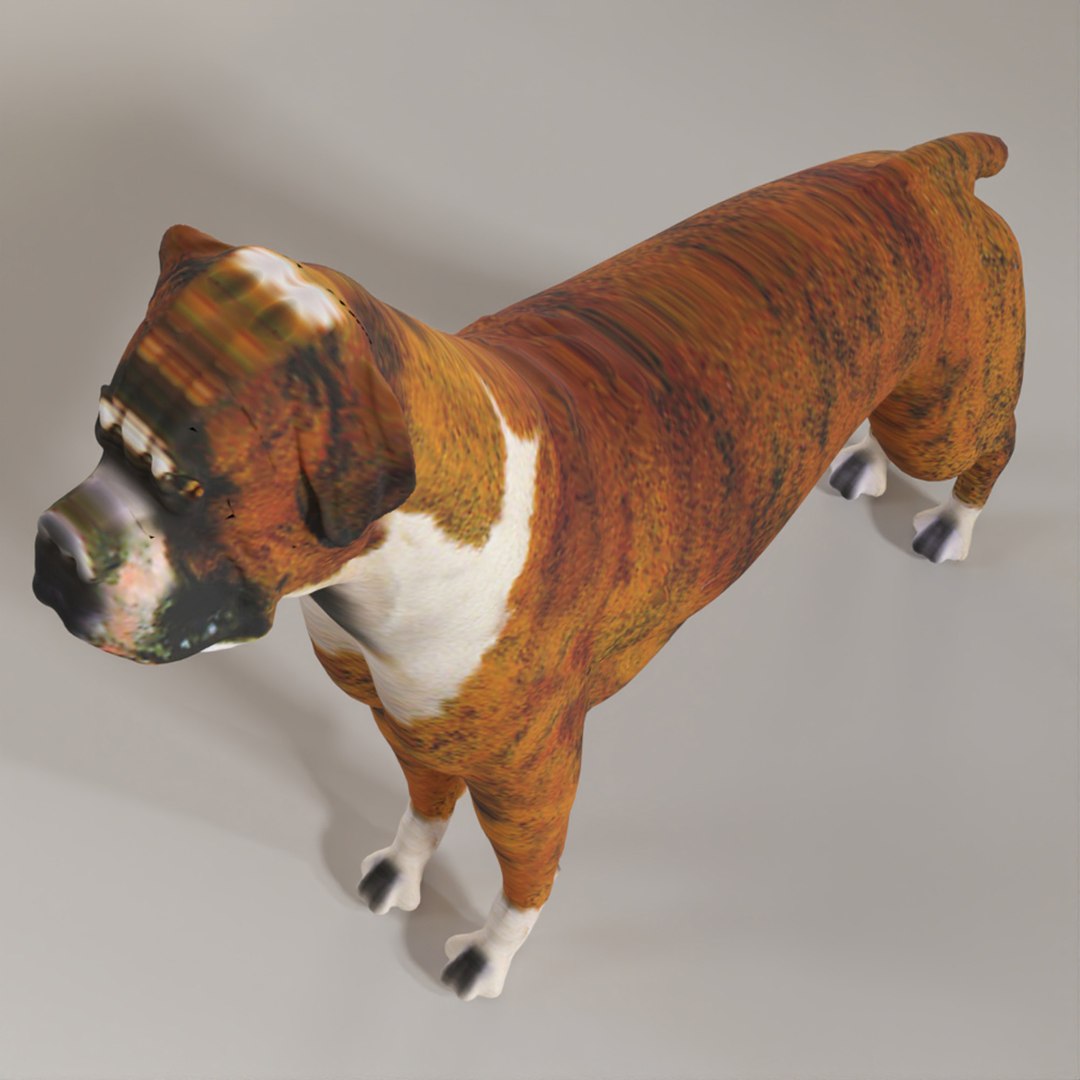 3D Boxer -Dog - TurboSquid 2030077
