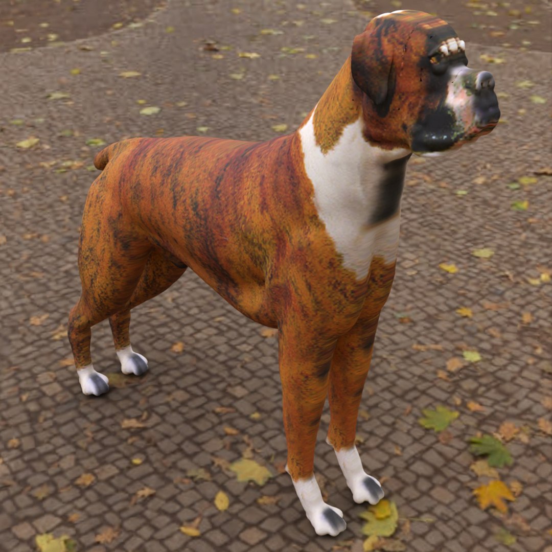 3D Boxer -Dog - TurboSquid 2030077