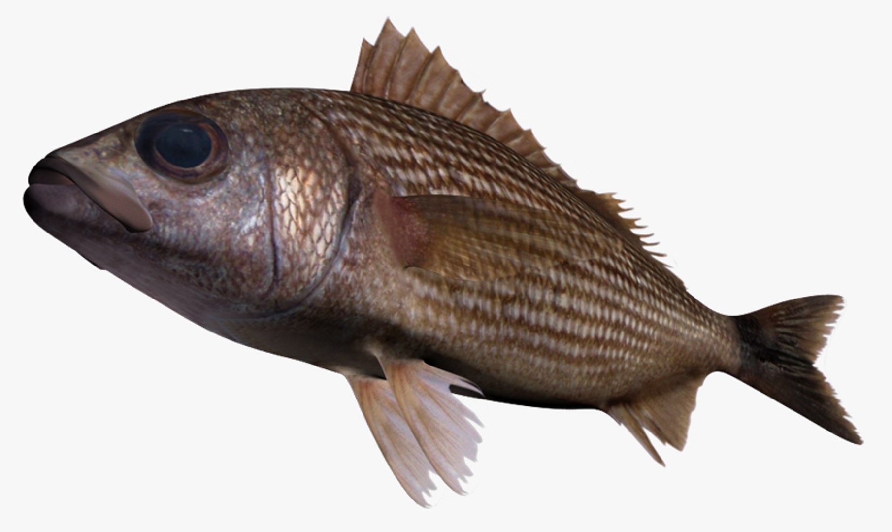 3d Model Spottail Grunt Haemulon Maculicauda