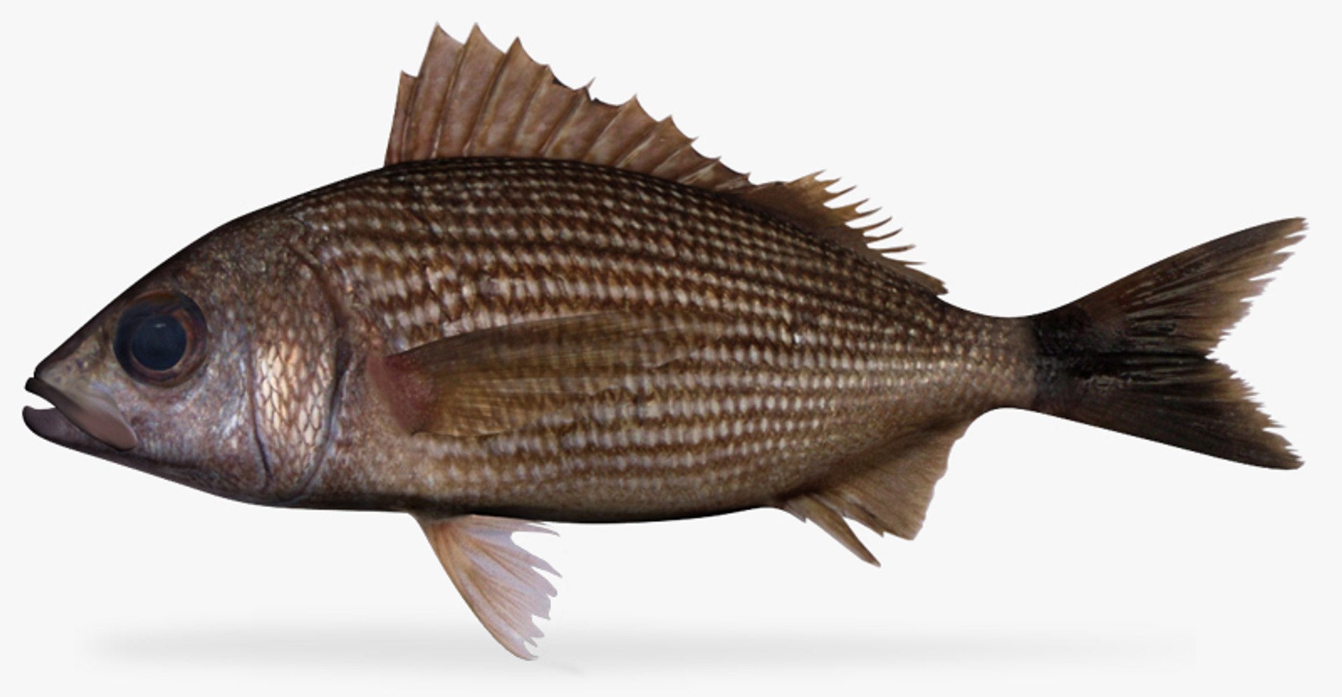 3d Model Spottail Grunt Haemulon Maculicauda