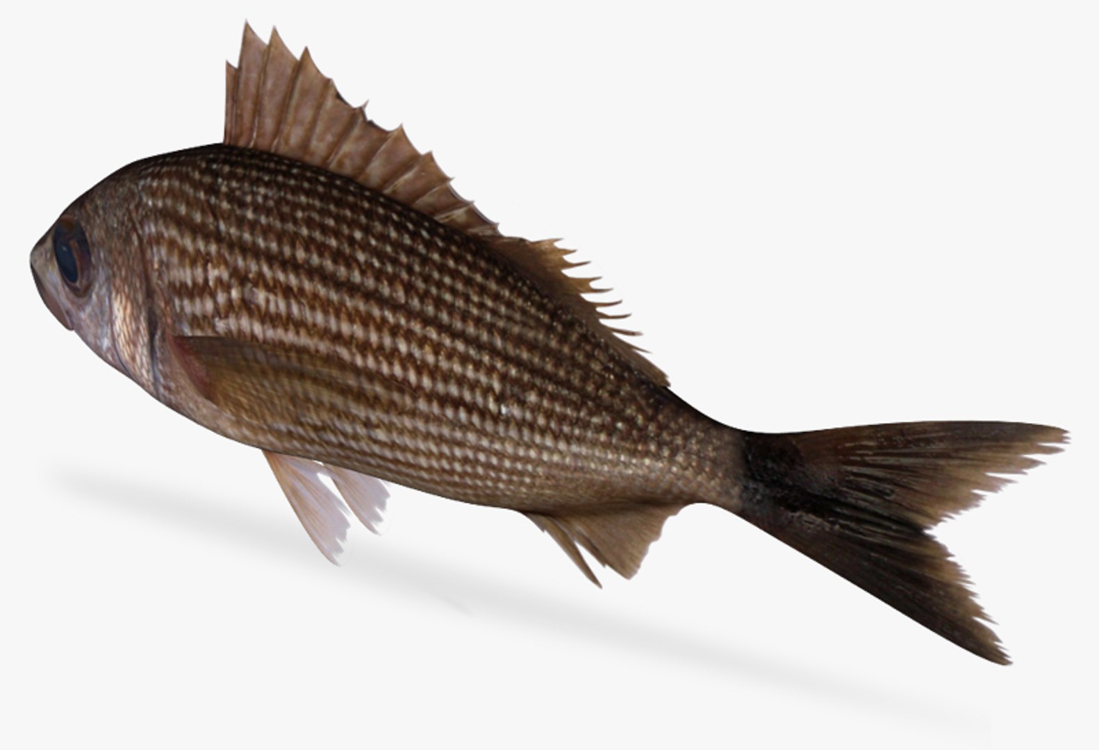 3d Model Spottail Grunt Haemulon Maculicauda