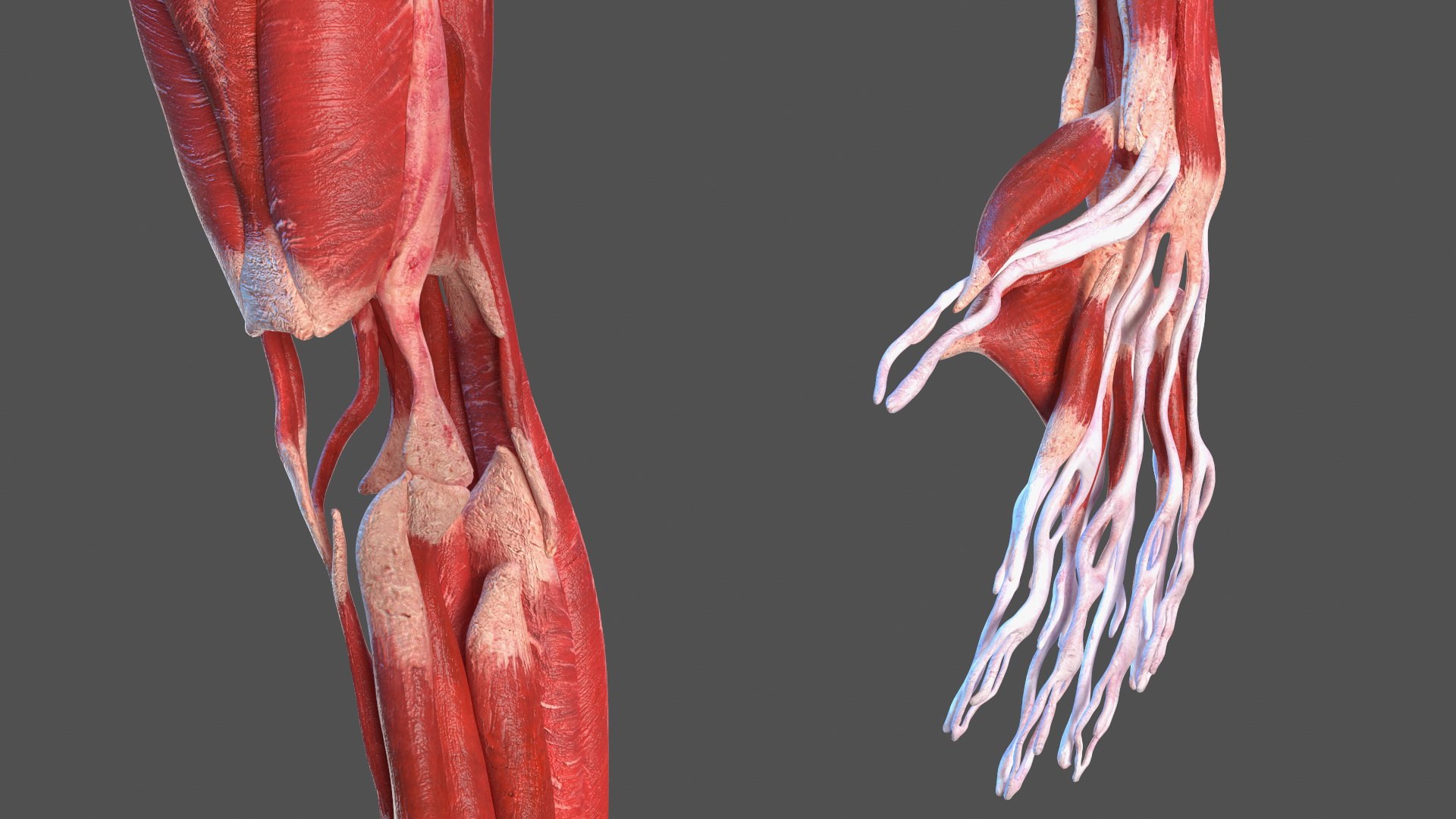 Girl Muscle System 3D model - TurboSquid 1957278