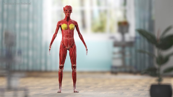 Girl Muscle System 3D model - TurboSquid 1957278