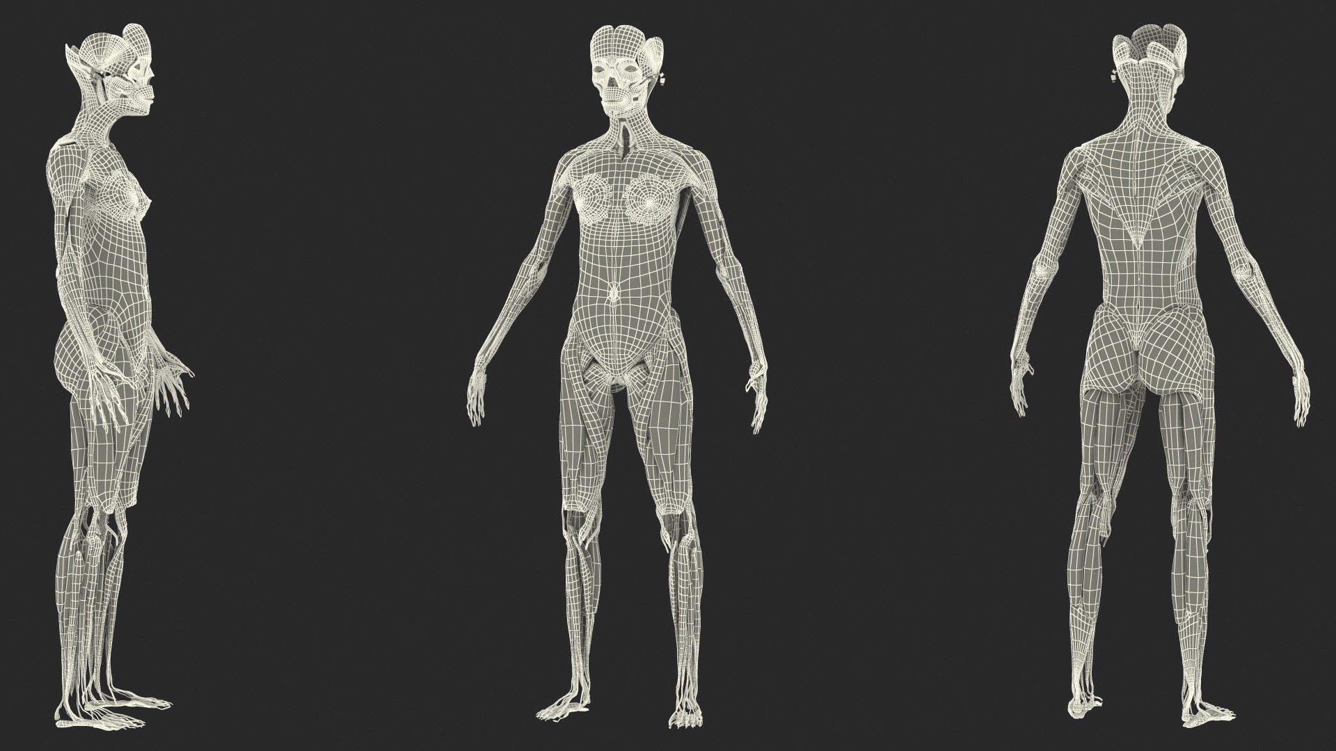 Girl Muscle System 3D model - TurboSquid 1957278