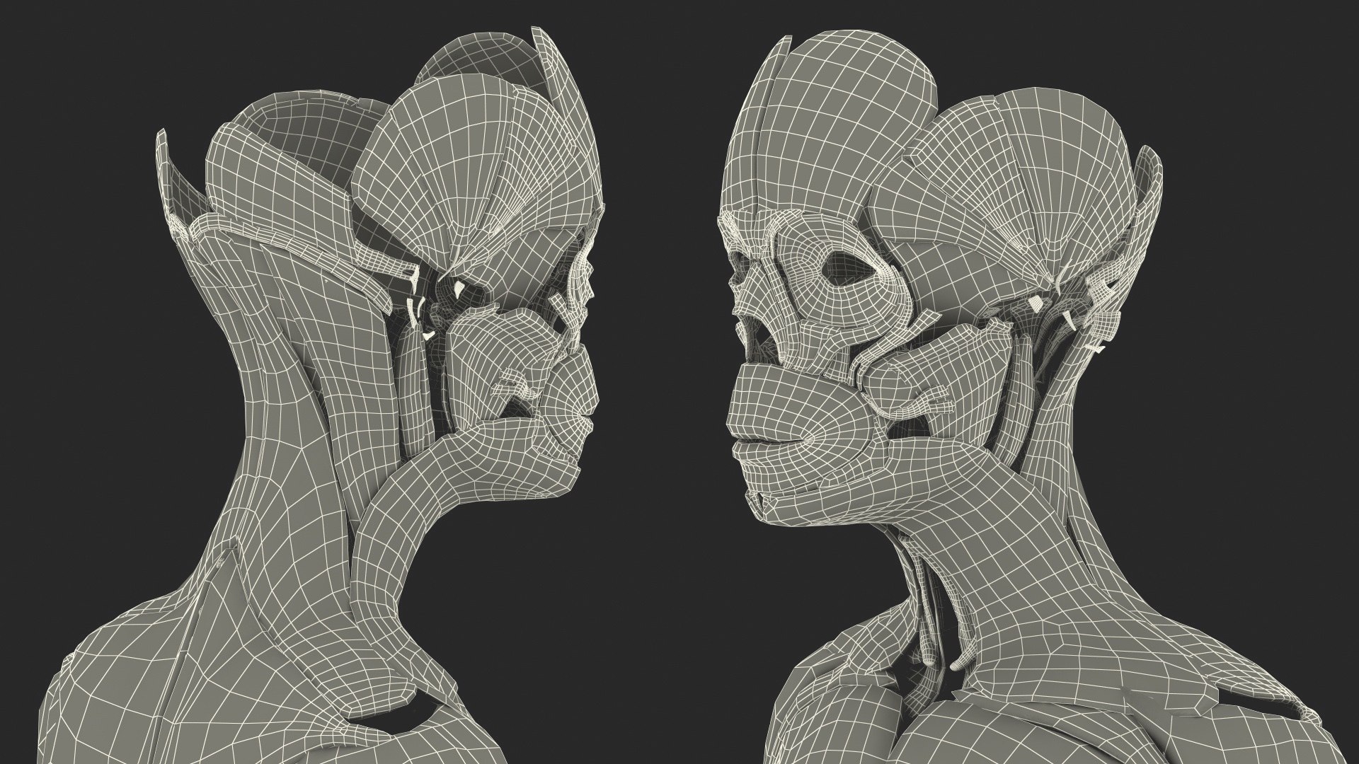 Girl Muscle System 3D model - TurboSquid 1957278